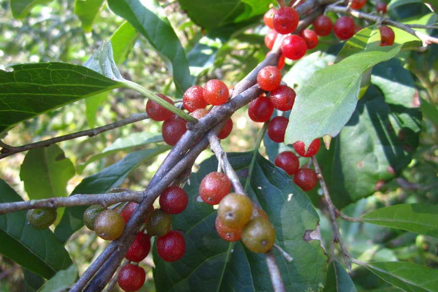 Wild Edibles (with Paul Tappenden) - The Nature Place Day Camp