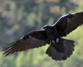 Raven Brings Light - The Nature Place Day Camp