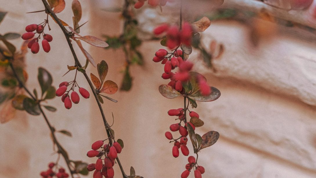 Bring on the Barberries - The Nature Place